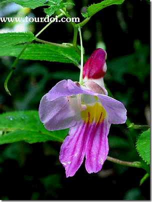 Flor perico | Trato o truco